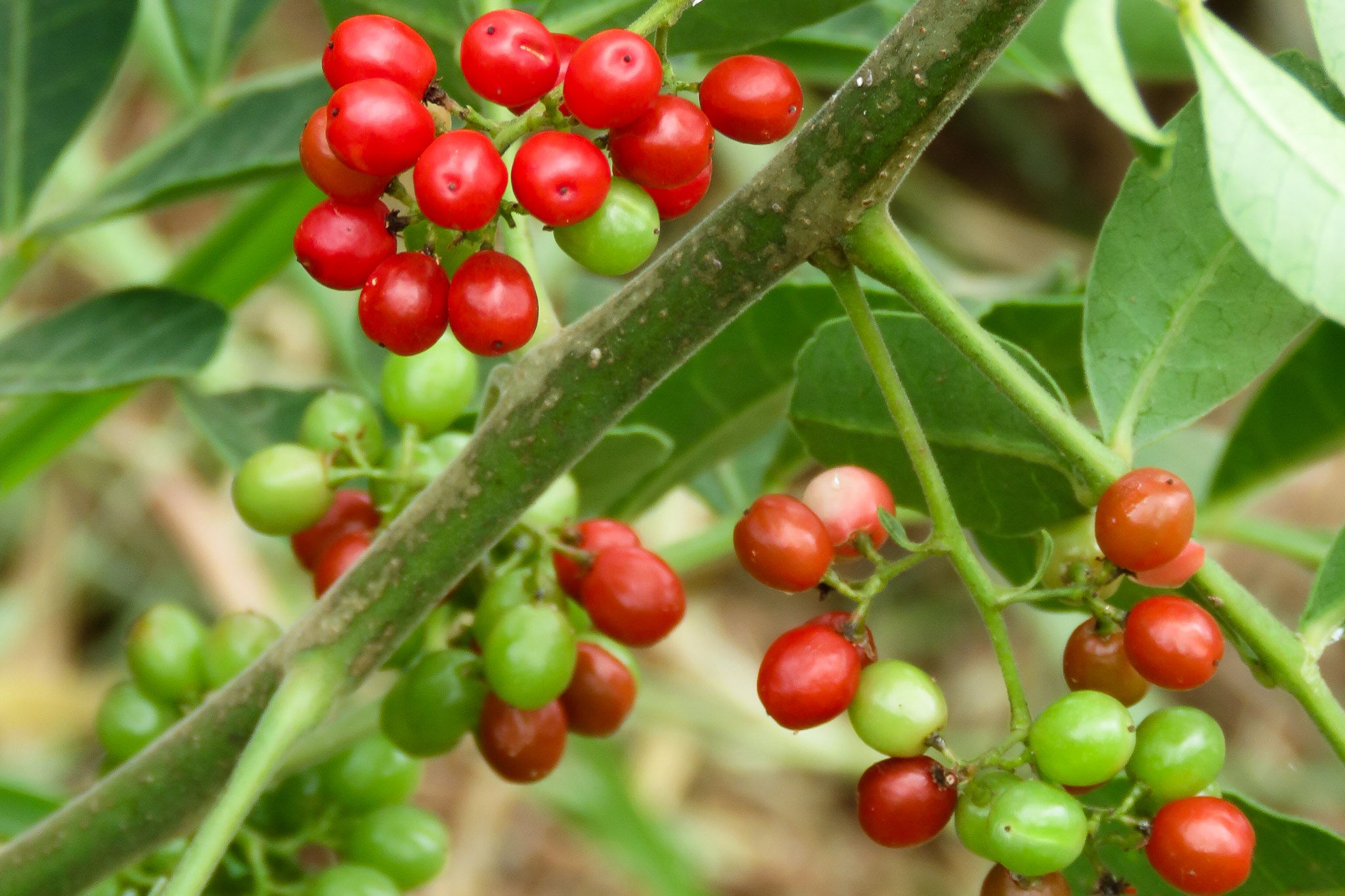 Série Flora do Parque